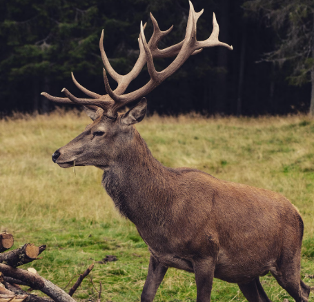 How Did Deer Get to Long Island: Exploring Wildlife Migration Mysteries ...