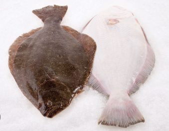 Types of Fish in Long Island Sound: A Comprehensive Guide - We Like ...