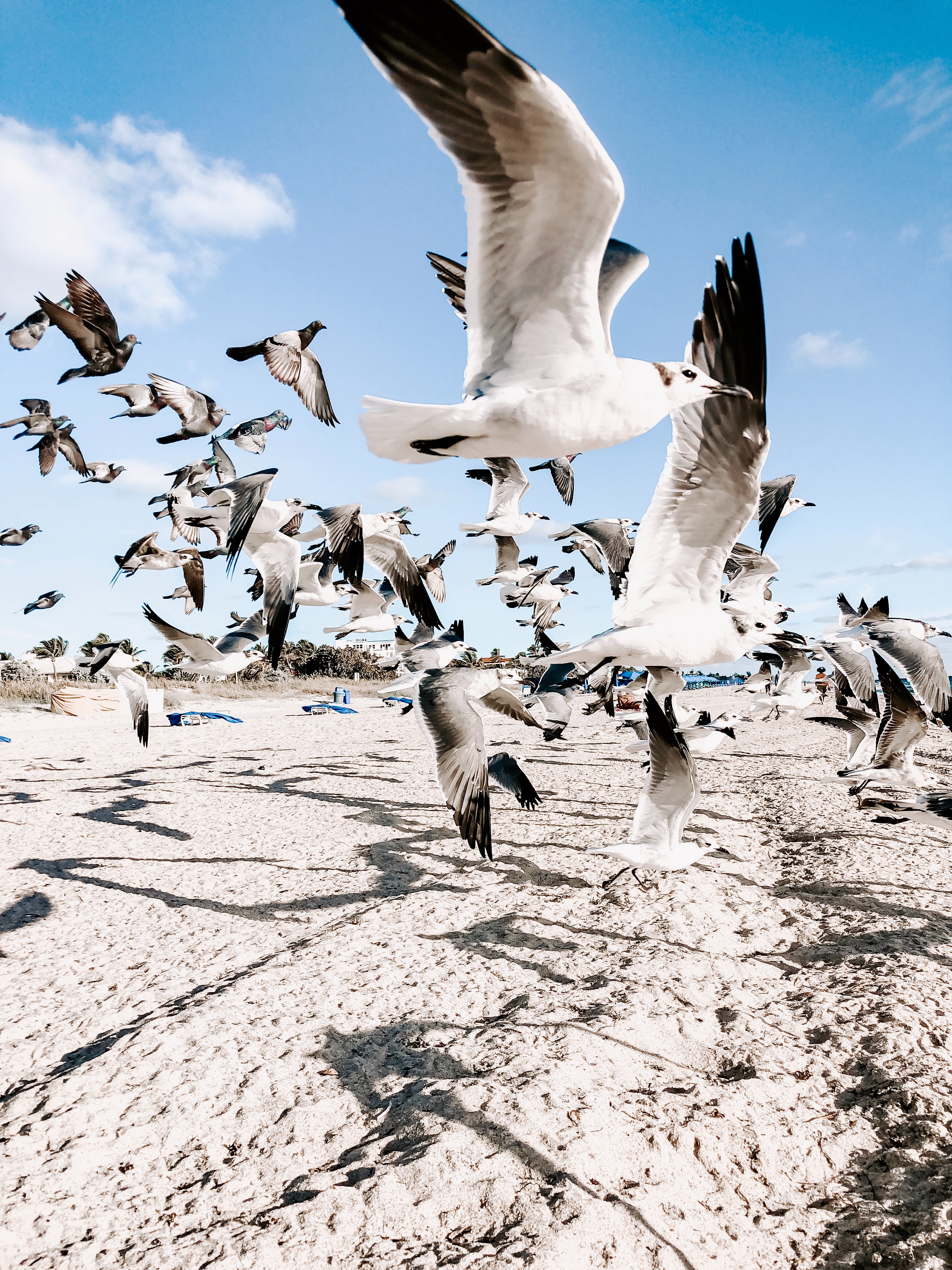 Types of Gulls on Long Island: A Comprehensive Birdwatching Guide - We ...