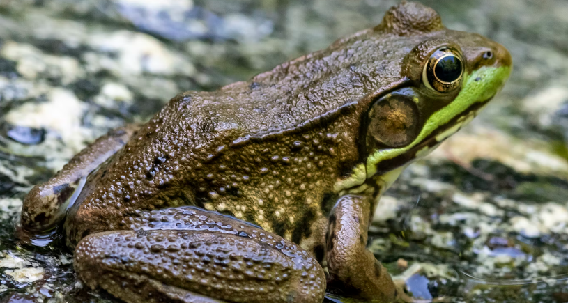 Are there Frogs on Long Island? An Exploration into Local Wildlife - We ...