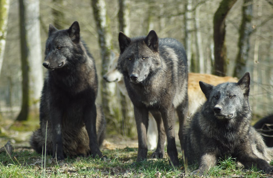 Are There Wolves on Long Island: Debunking the Myths and Exploring the ...