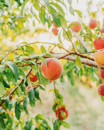 Best Fruit Trees to Grow on Long Island: A Comprehensive Guide for ...