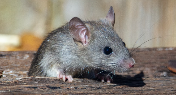 How to Get Rid of Rats on Long Island: Effective Strategies for Rodent ...