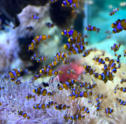 Long Island Aquarium Animals: A Comprehensive Guide to Oceanic Life ...