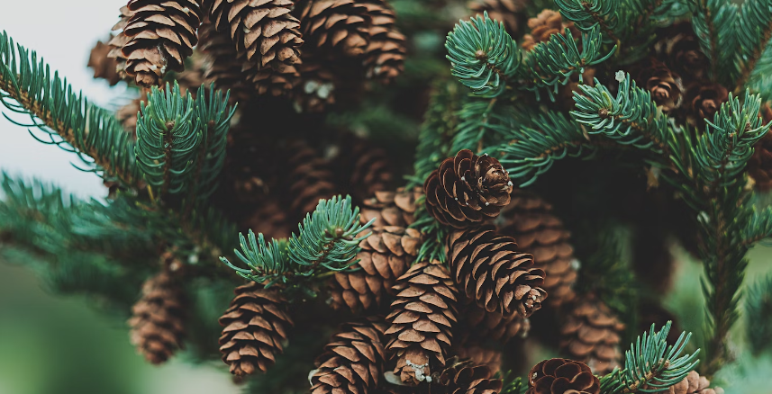 Types of Pine Trees on Long Island: A Comprehensive Guide - We Like ...